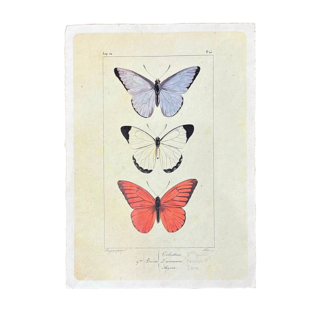 12"x16" Butterfly Trio - Flora & Fauna Collection – Sugarboo & Co