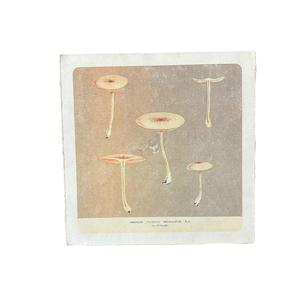 8"x8" Skinny Shrooms - Flora & Fauna Collection – Sugarboo & Co