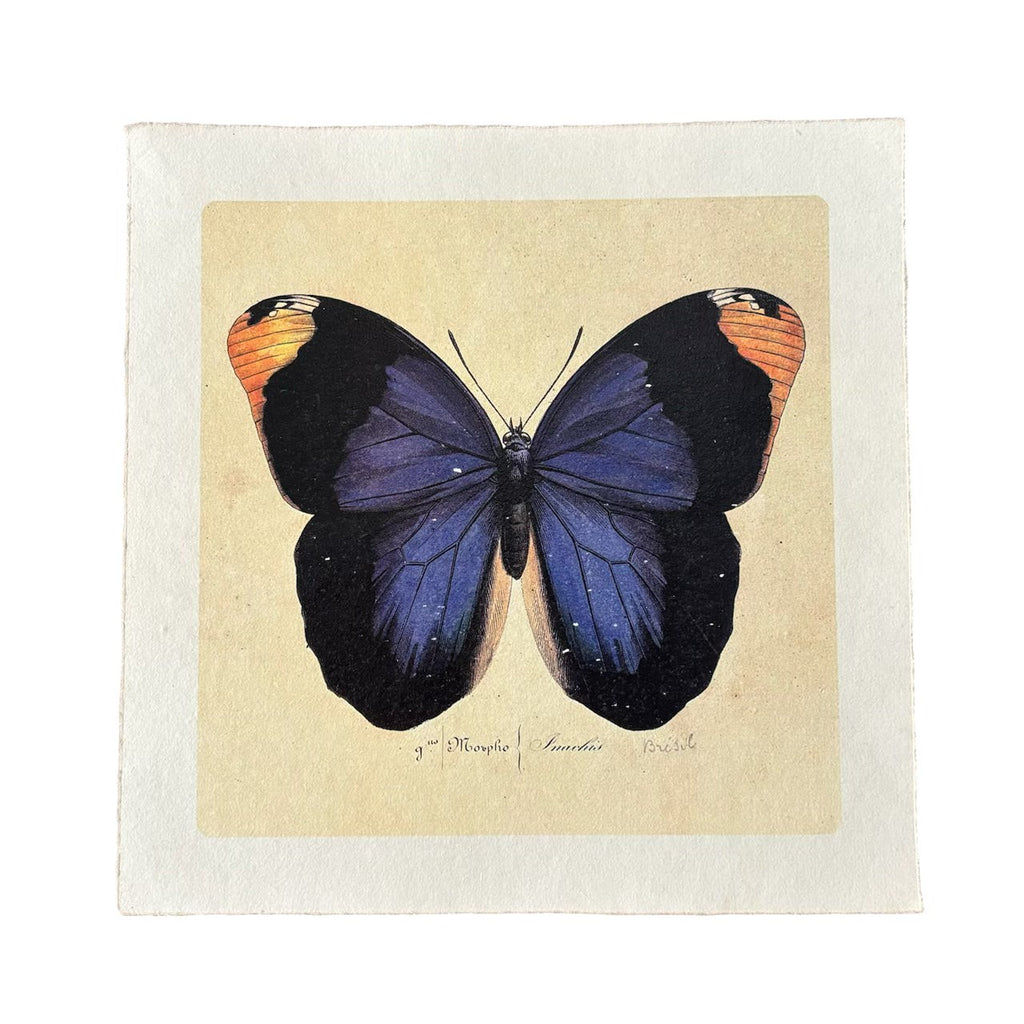 11"x11" Blue Butterfly - Flora & Fauna Collection – Sugarboo & Co