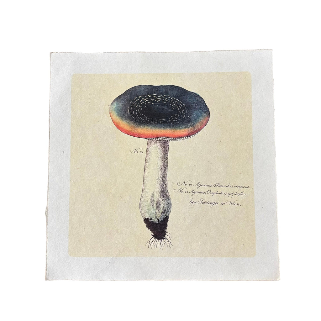 11"x11" Rainbow Shroom - Flora & Fauna Collection – Sugarboo & Co