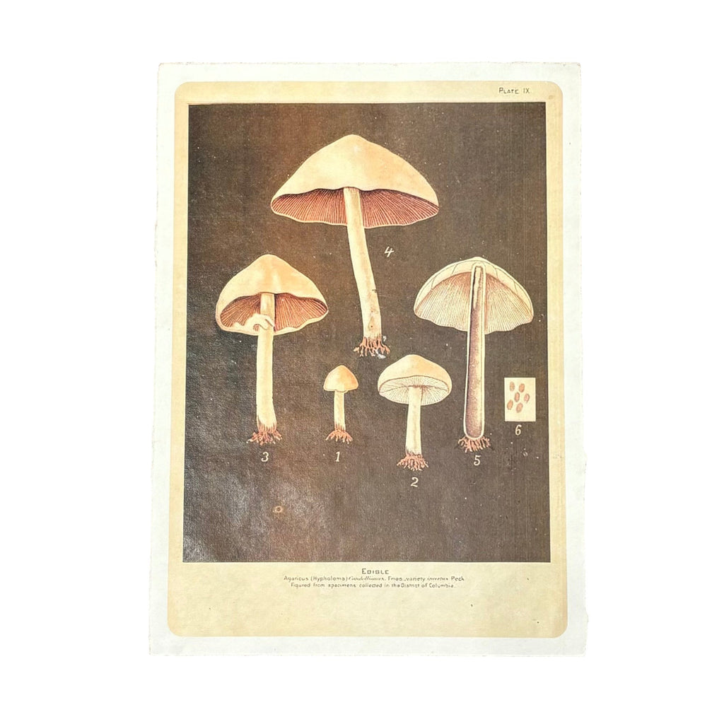 12"x16" Shroom Roots - Flora & Fauna Collection – Sugarboo & Co