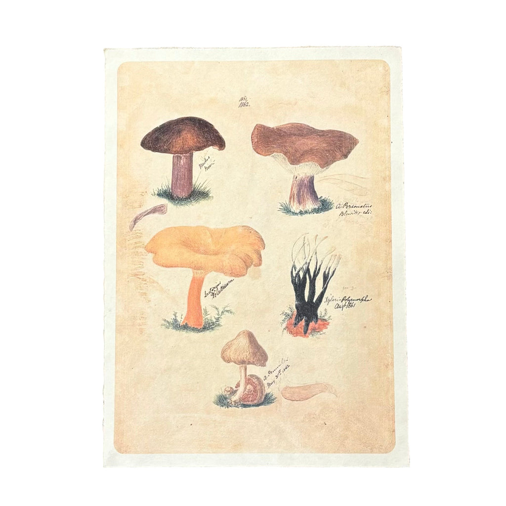 12"x16" Neutral Shrooms- Flora & Fauna Collection – Sugarboo & Co