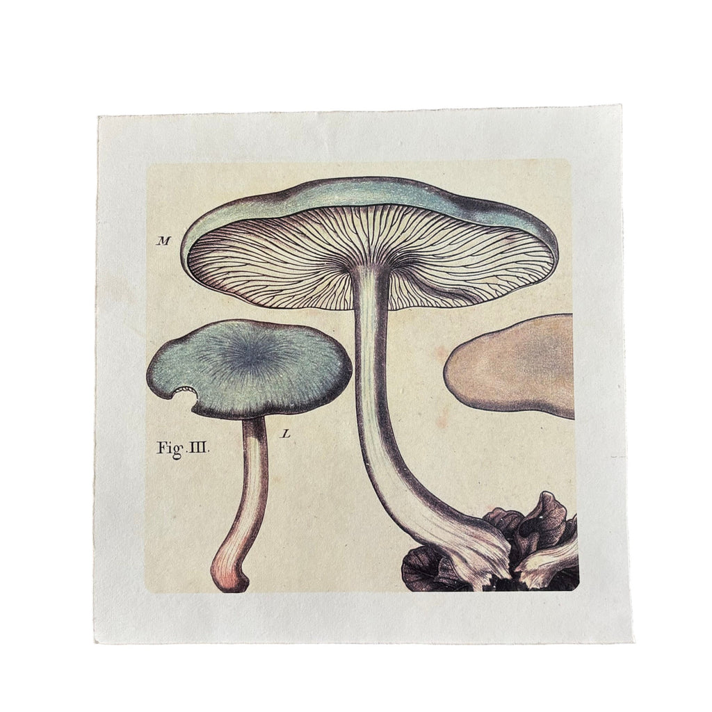 11"x11" Blue Shrooms - Flora & Fauna Collection – Sugarboo & Co