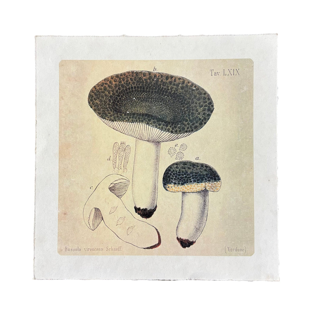 Green Shrooms - Flora & Fauna Collection – Sugarboo & Co